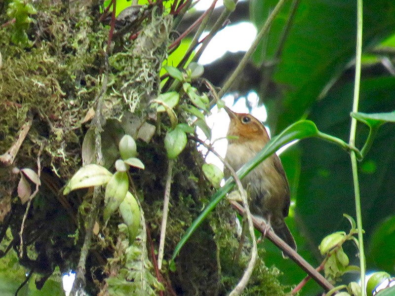 Ochraceous Wren - eBird