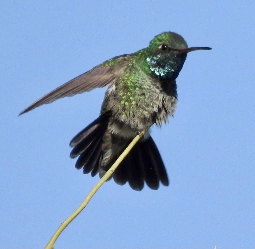 Anna's x Broad-billed Hummingbird (hybrid) - eBird