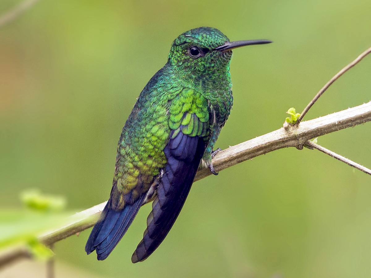 Steely-vented Hummingbird - Saucerottia saucerottei - Birds of the World