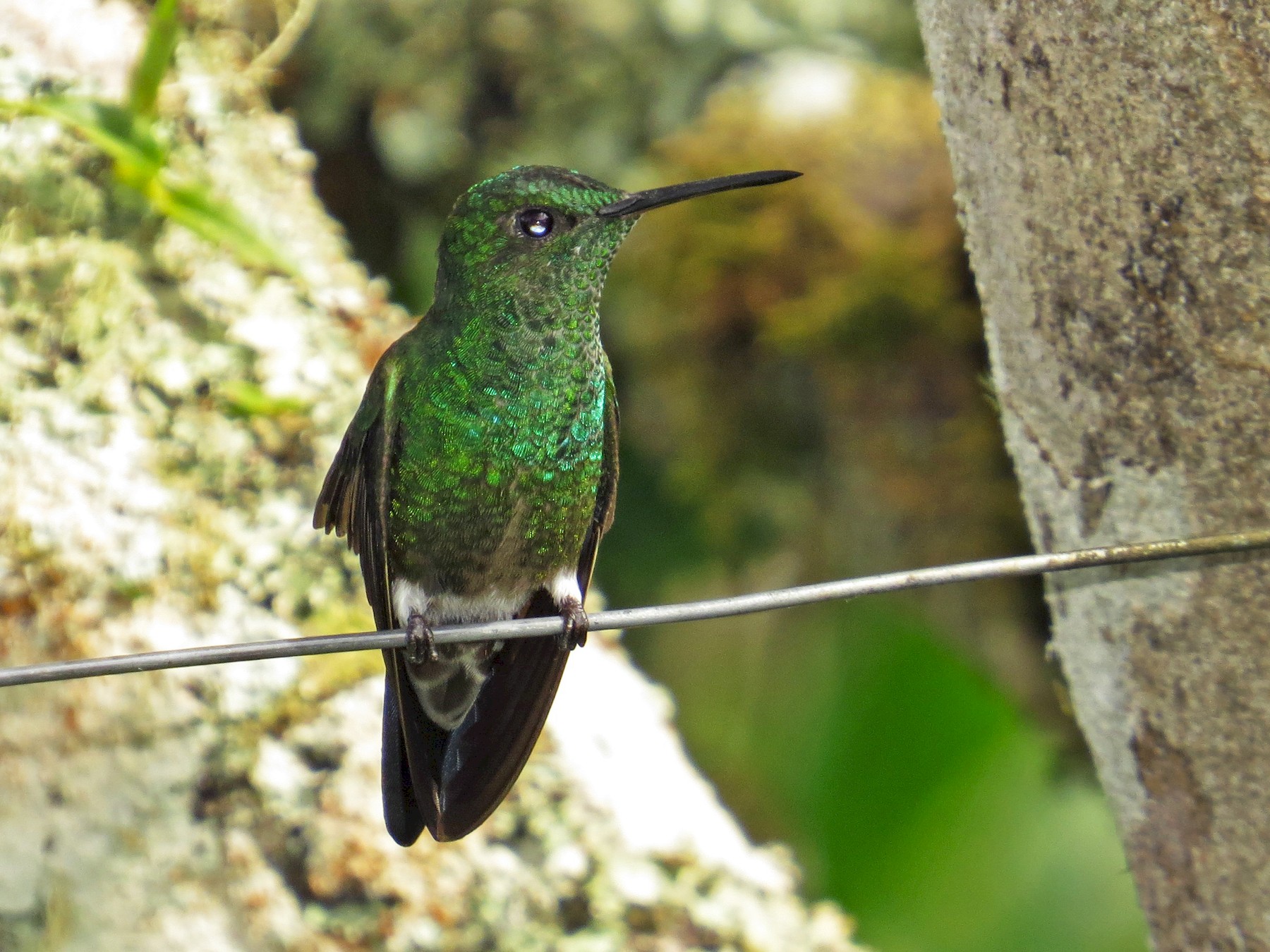 Steely-vented Hummingbird - eBird