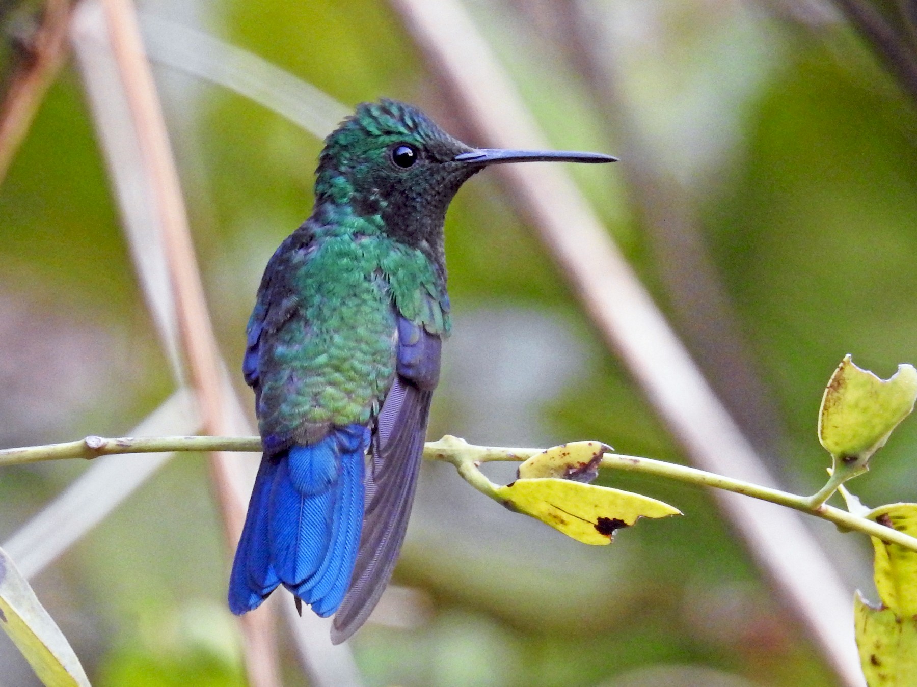 Steely-vented Hummingbird - eBird