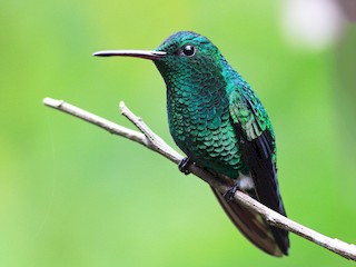 Steely-vented Hummingbird - eBird