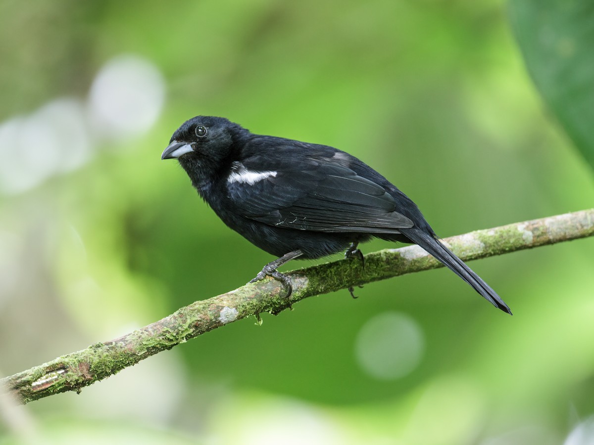White Shouldered Tanager Loriotus Luctuosus Birds Of The World