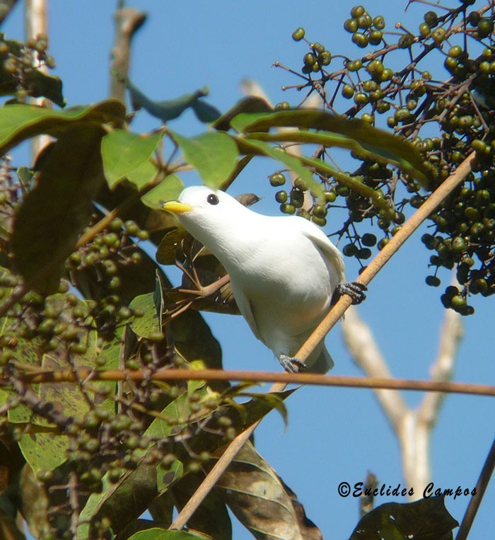 eBird Checklist - 16 Jan 2011 - Batipa - 1 species
