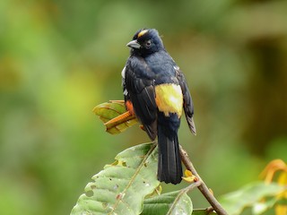 Fulvous-crested Tanager - Tachyphonus surinamus - Birds of the World