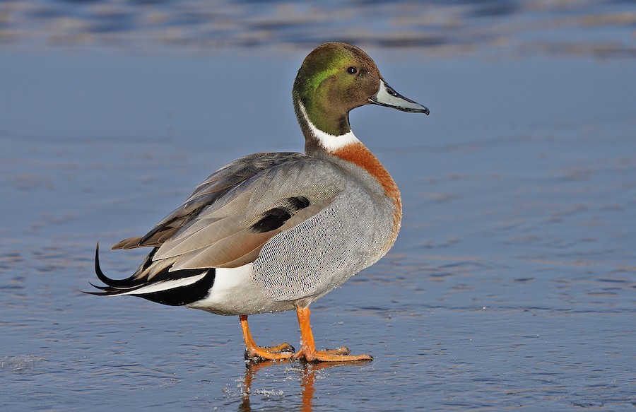 Mallard x Northern Pintail (hybrid) - eBird