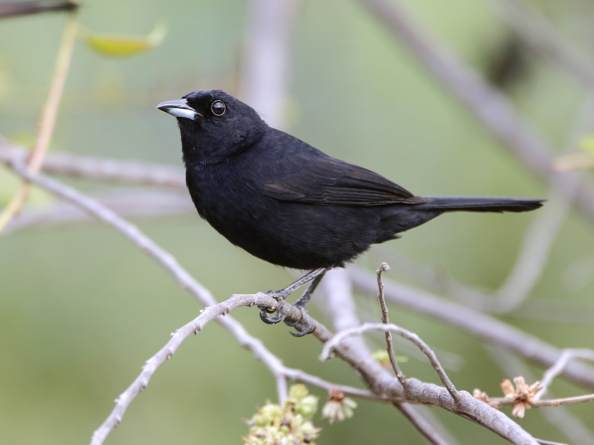 Red-shouldered Tanager - Tachyphonus phoenicius - Birds of the World