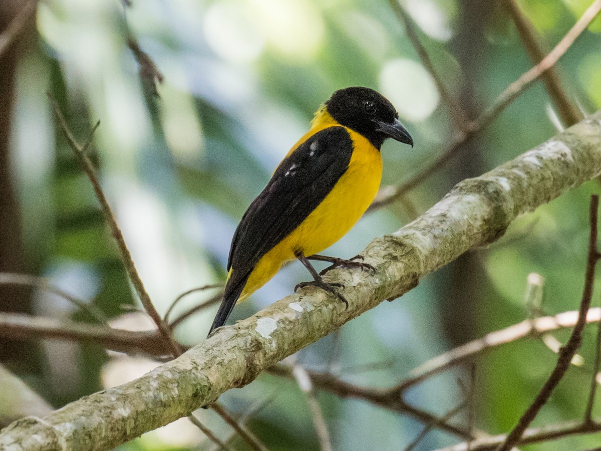 Black-throated Shrike-Tanager - Lanio aurantius - Birds of the World