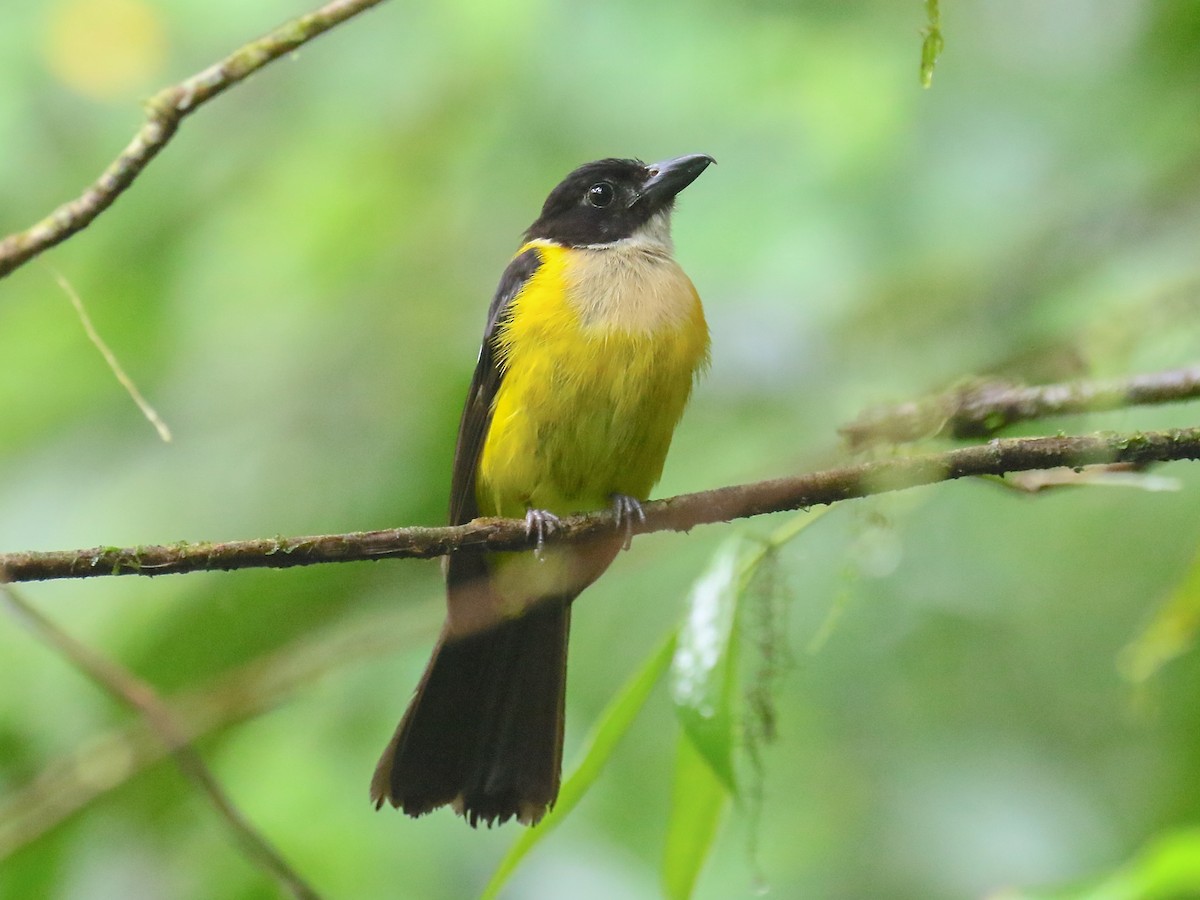 White-throated Shrike-Tanager - Lanio leucothorax - Birds of the World