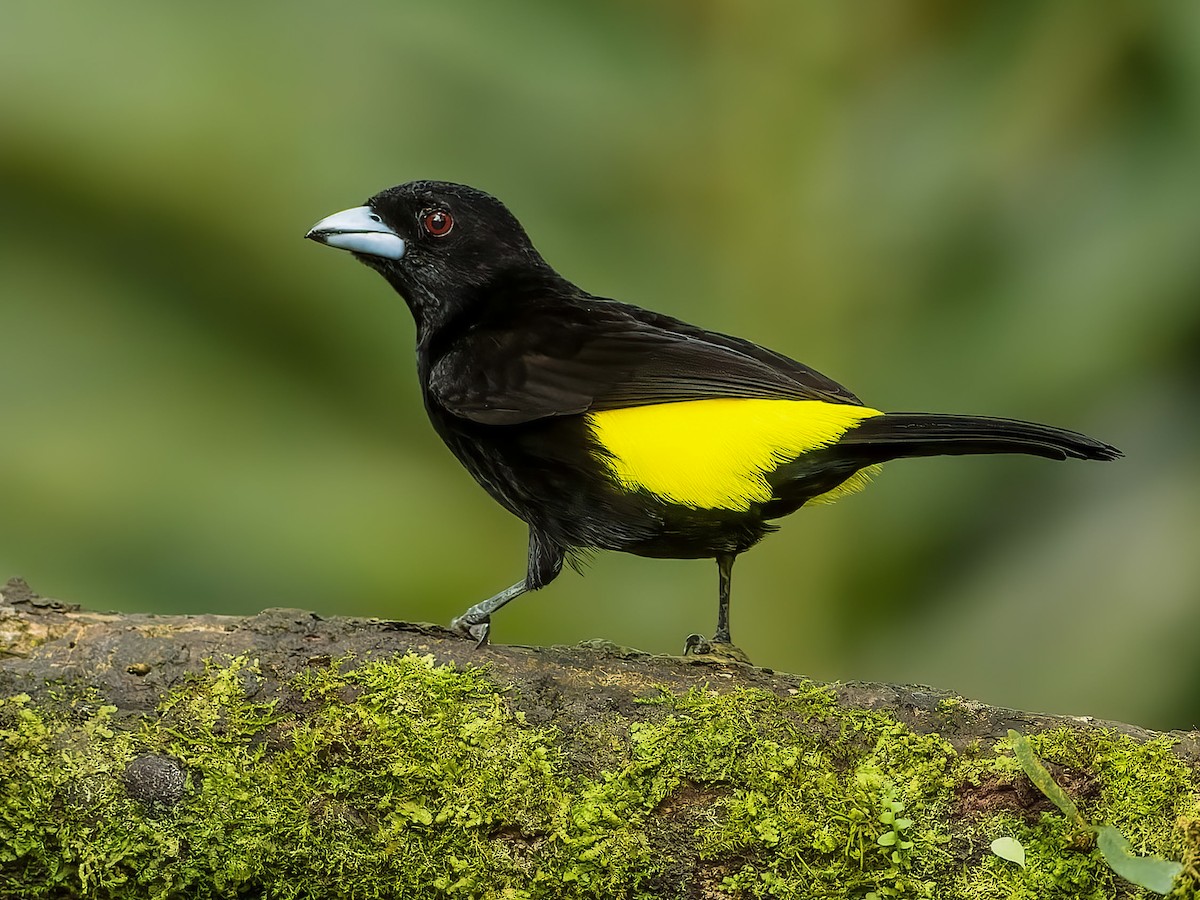 Flame-rumped Tanager - Ramphocelus flammigerus - Birds of the World