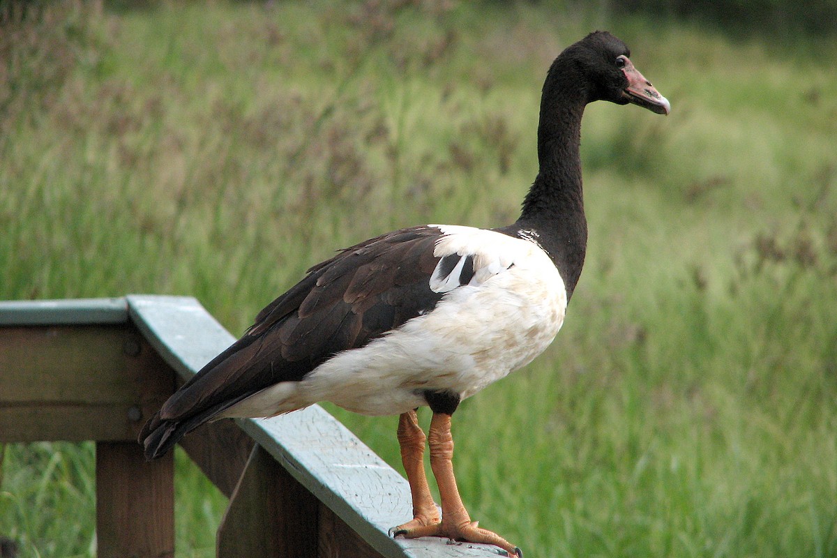 eBird Checklist - 18 Feb 2006 - Hunter Wetlands Centre (Newcastle) - 47 ...