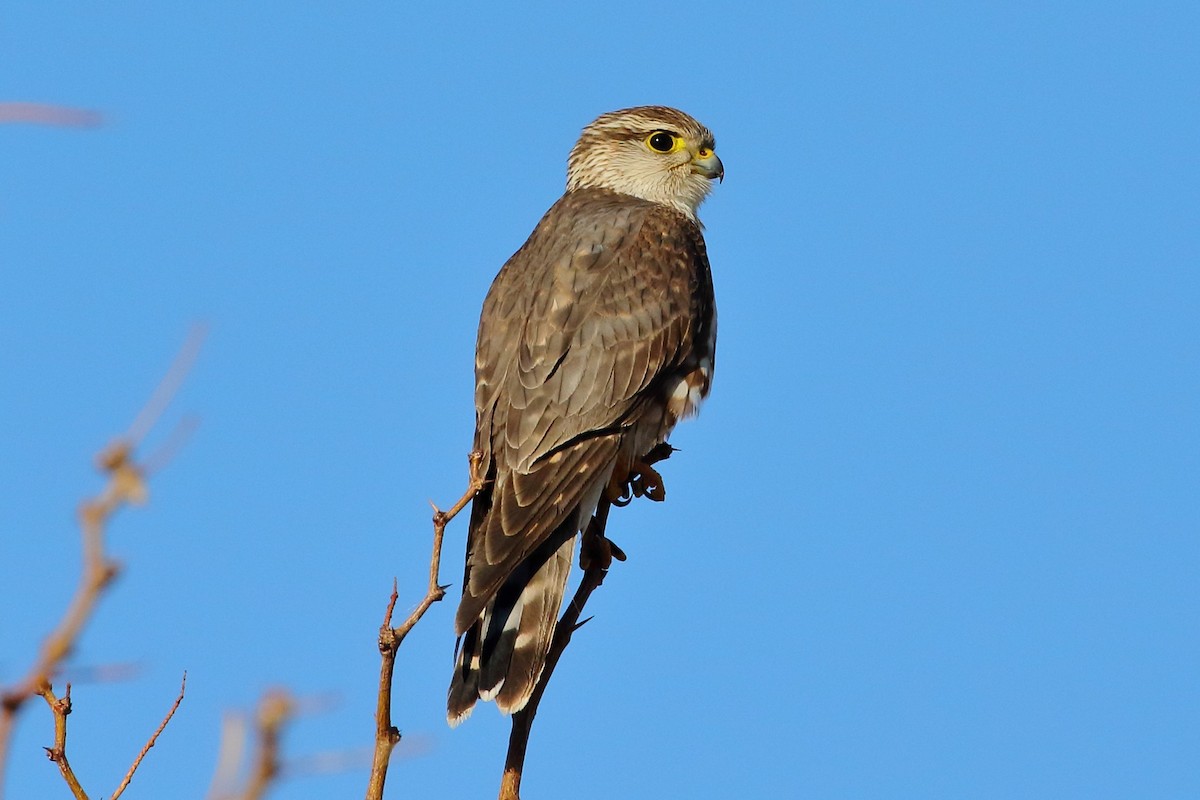eBird Checklist - 5 Feb 2022 - Henderson Bird Viewing Preserve - 39 species