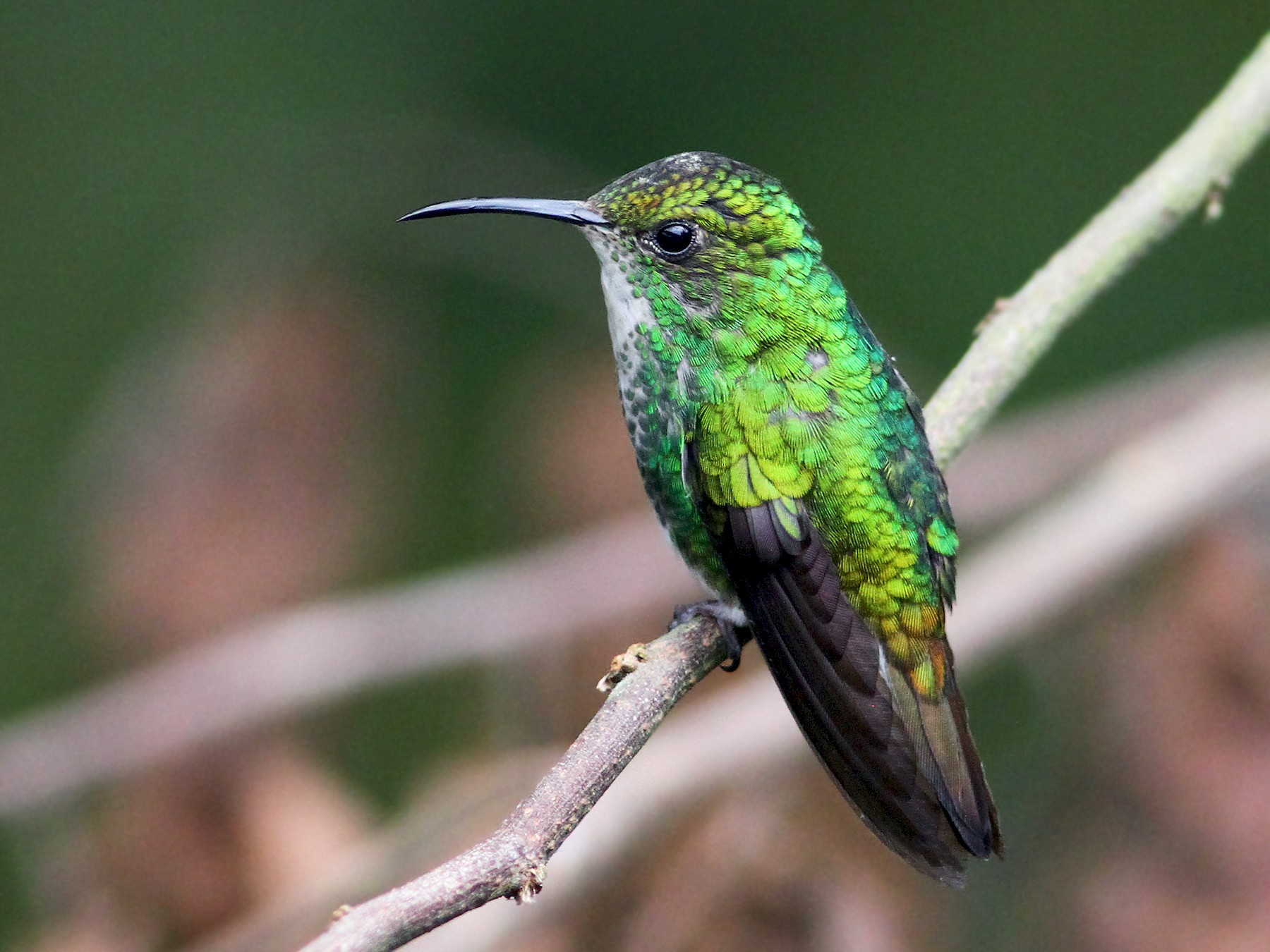 Coppery-headed Emerald - eBird