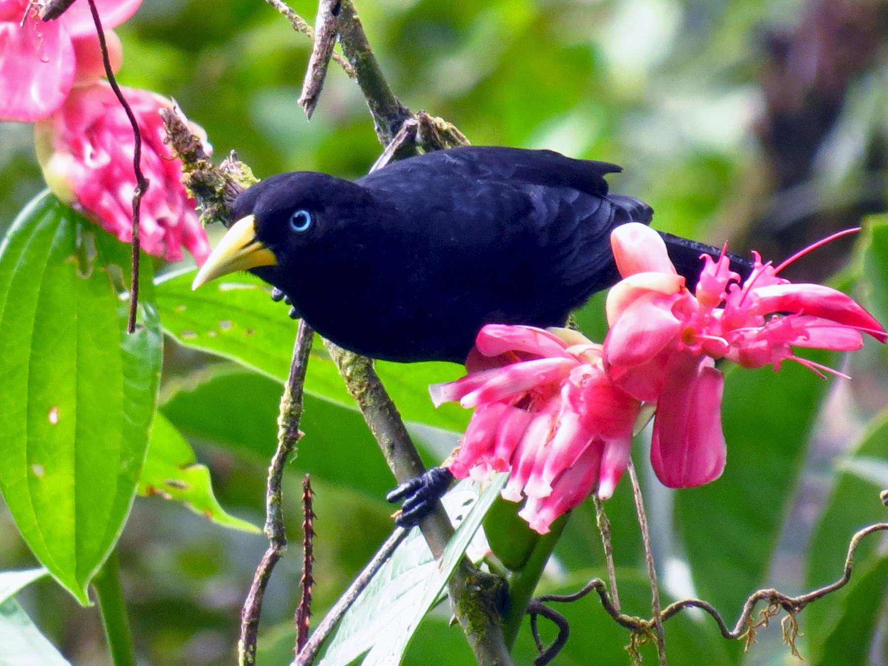 Scarlet-rumped Cacique - eBird