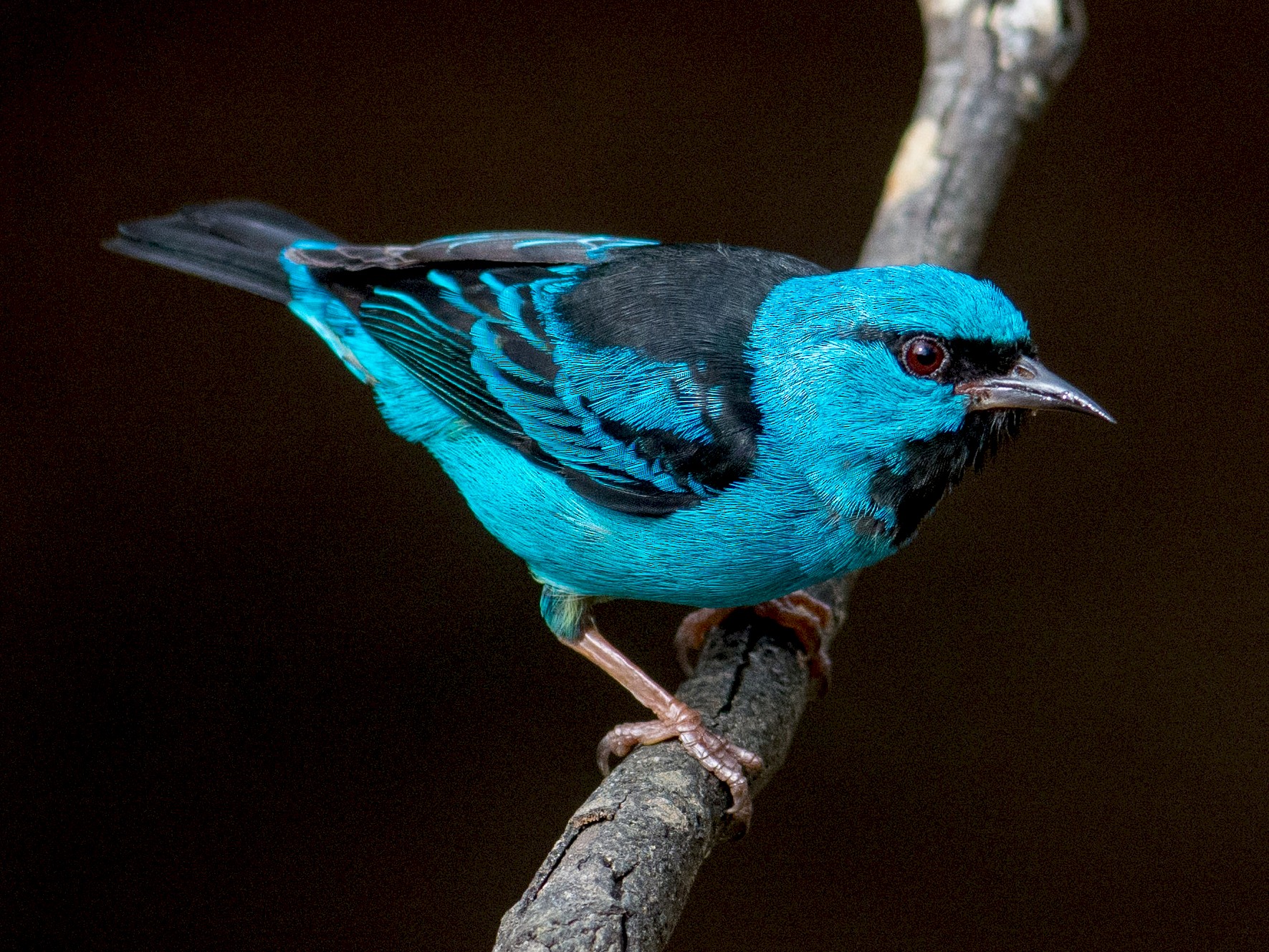 Blue Dacnis - eBird