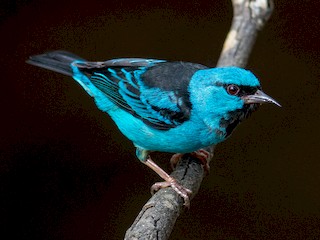 Turquoise Colored Birds