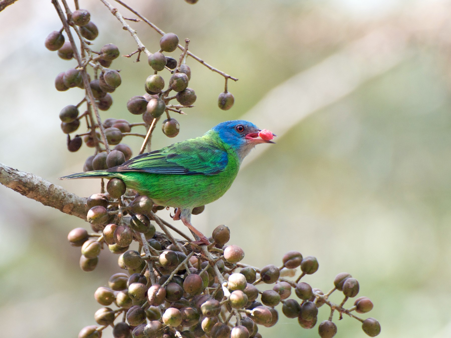 Blue Dacnis - eBird