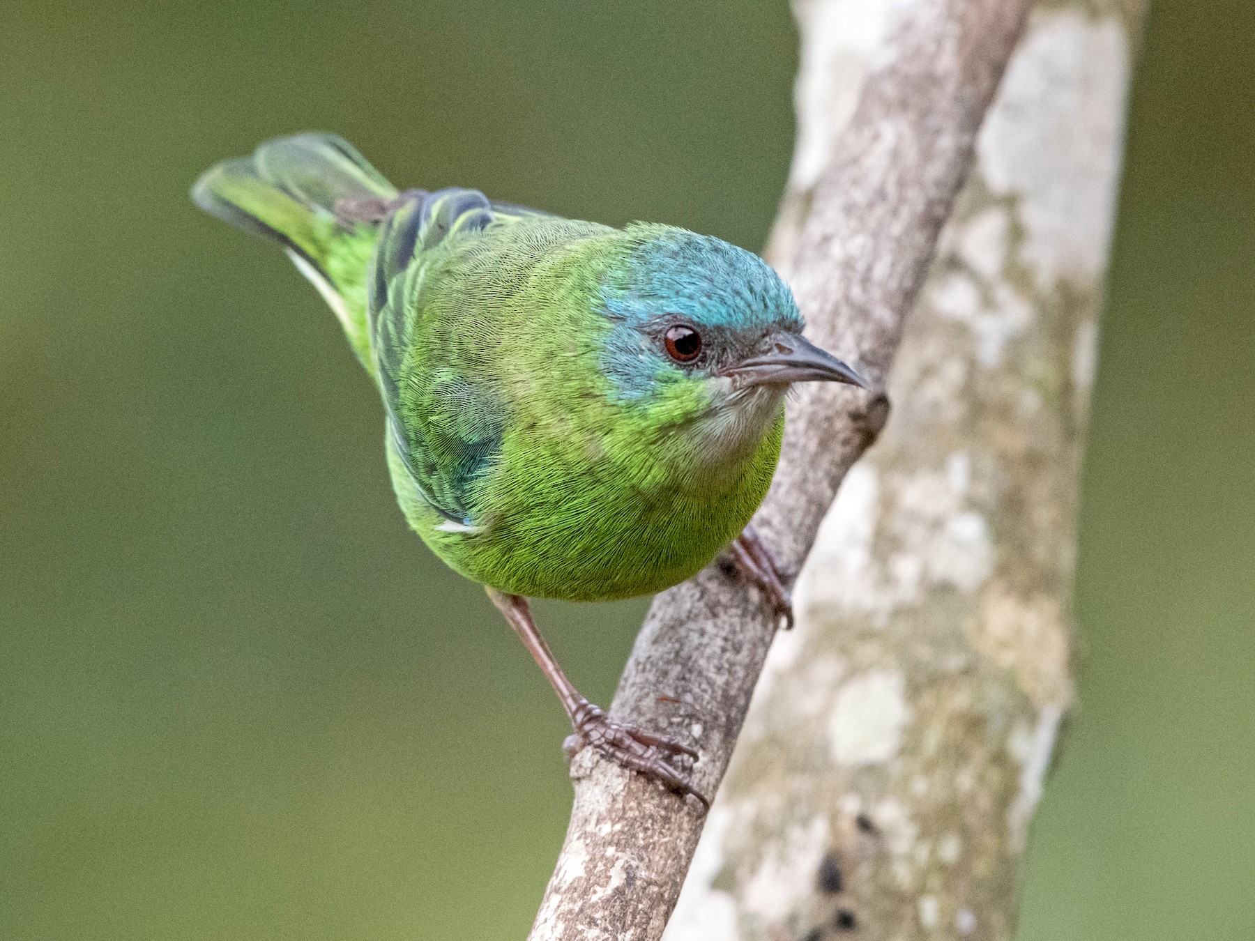 Blue Dacnis - eBird