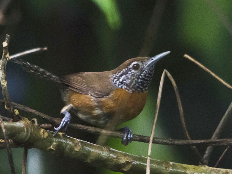 Rufous-breasted Wren - eBird