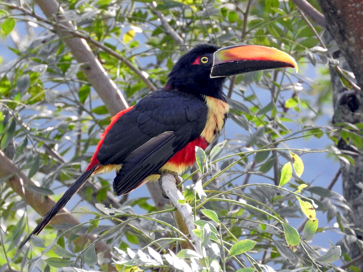 Fiery-billed Aracari - Pteroglossus frantzii - Birds of the World