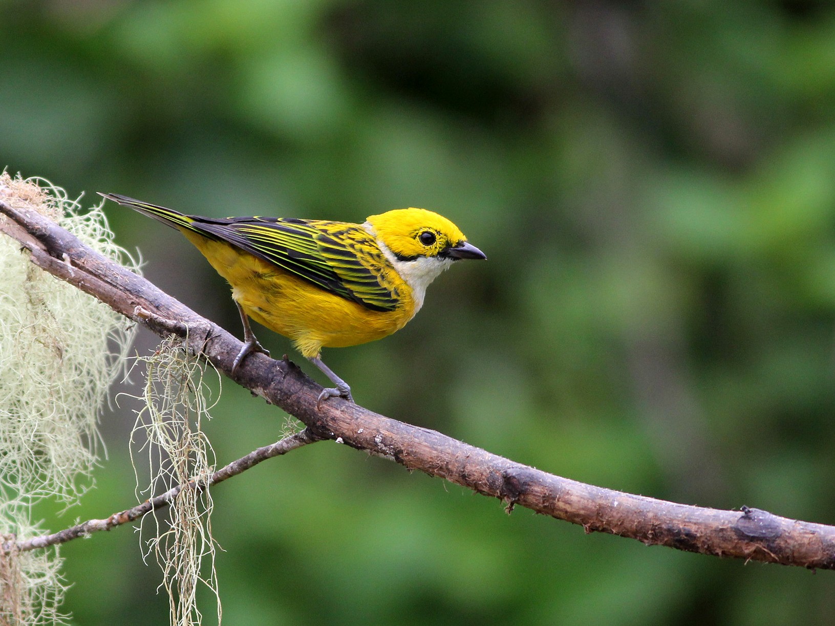Silver-throated Tanager - eBird