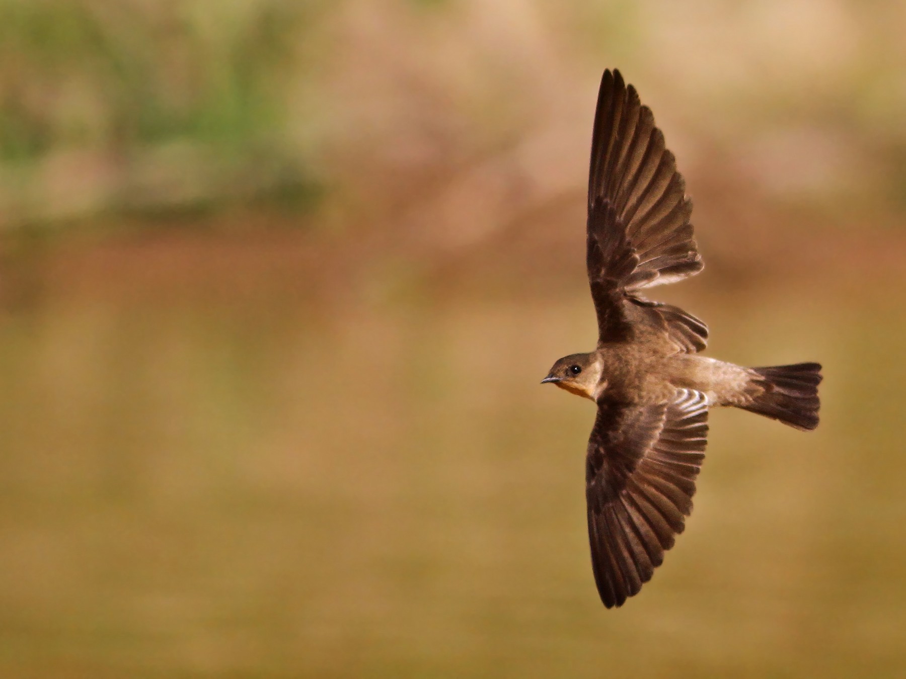 Southern Rough-winged Swallow - eBird