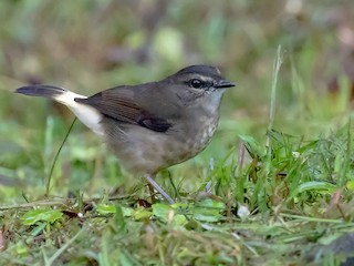 Buff-rumped Warbler - Myiothlypis fulvicauda - Birds of the World