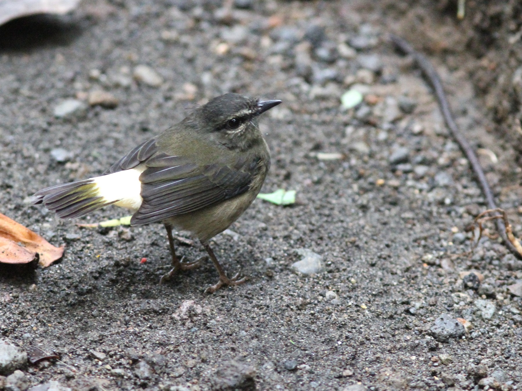 Buff-rumped Warbler - eBird