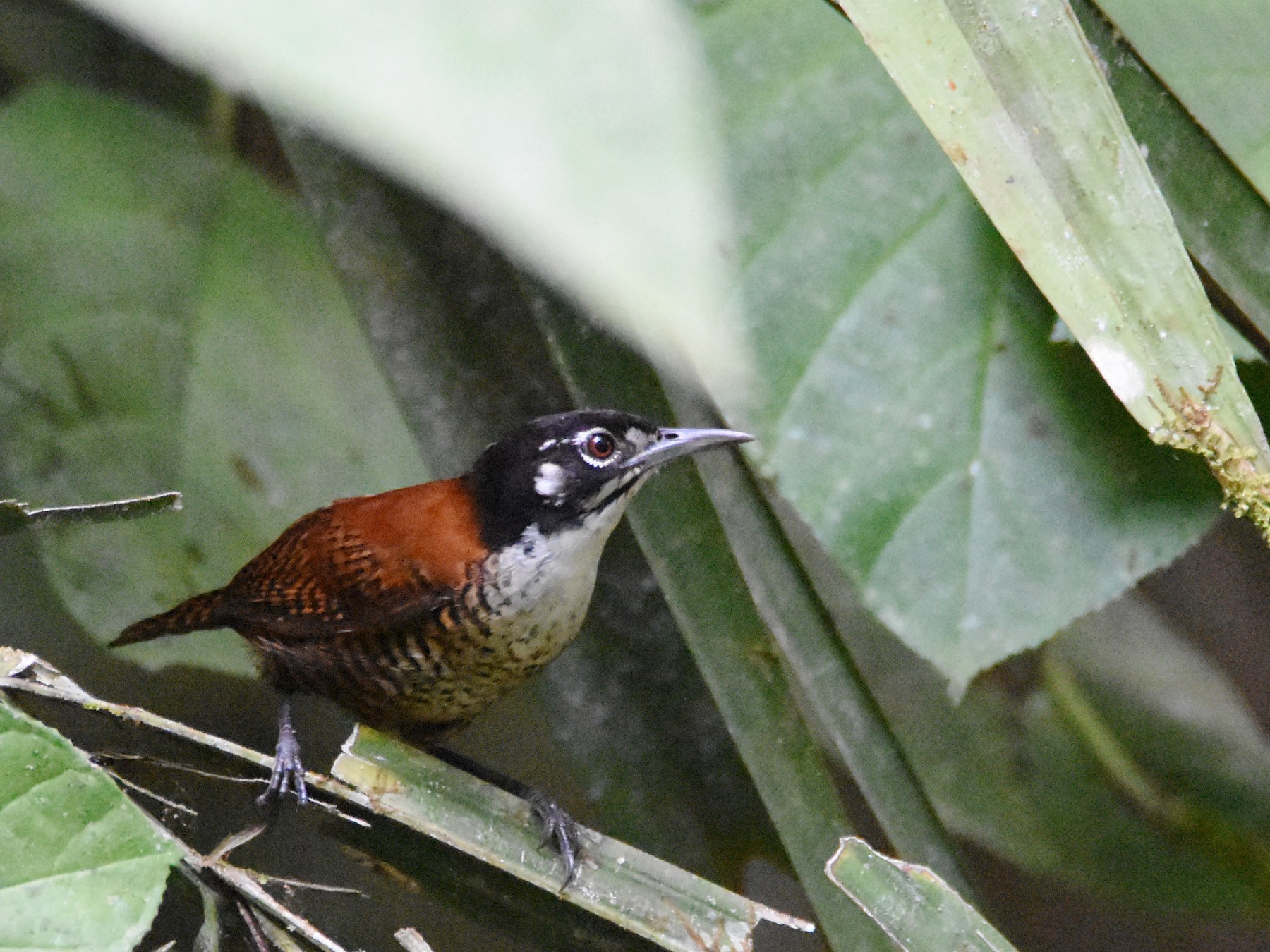 Bay Wren - eBird