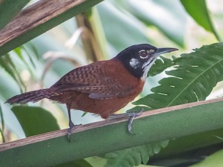 Bay Wren - Cantorchilus nigricapillus - Birds of the World