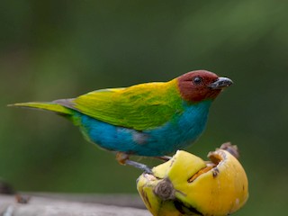 Bay-headed Tanager - Tangara gyrola - Birds of the World