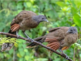 Gray-headed Chachalaca - eBird