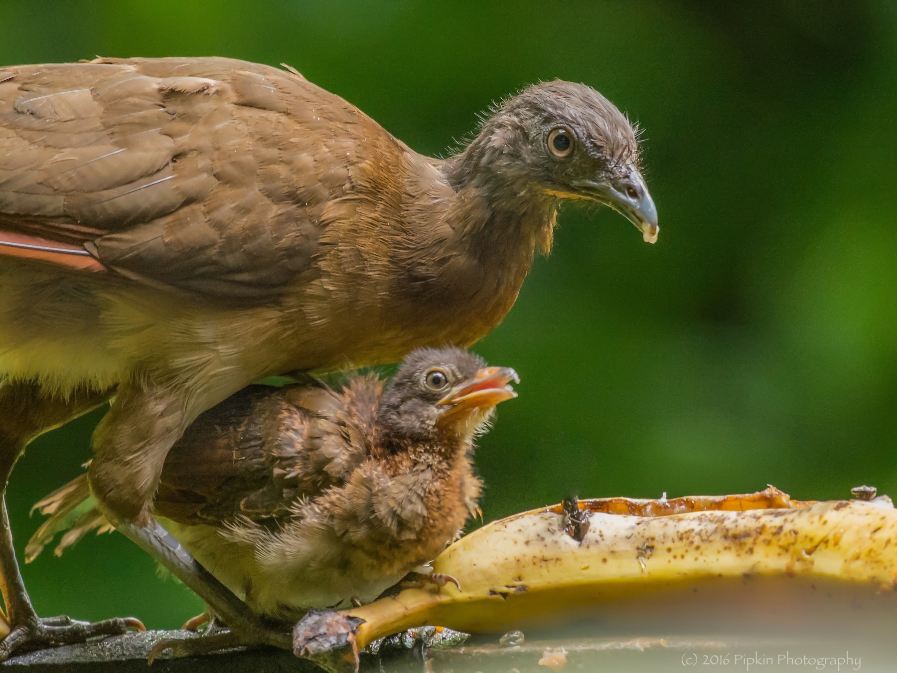 Gray-headed Chachalaca - eBird