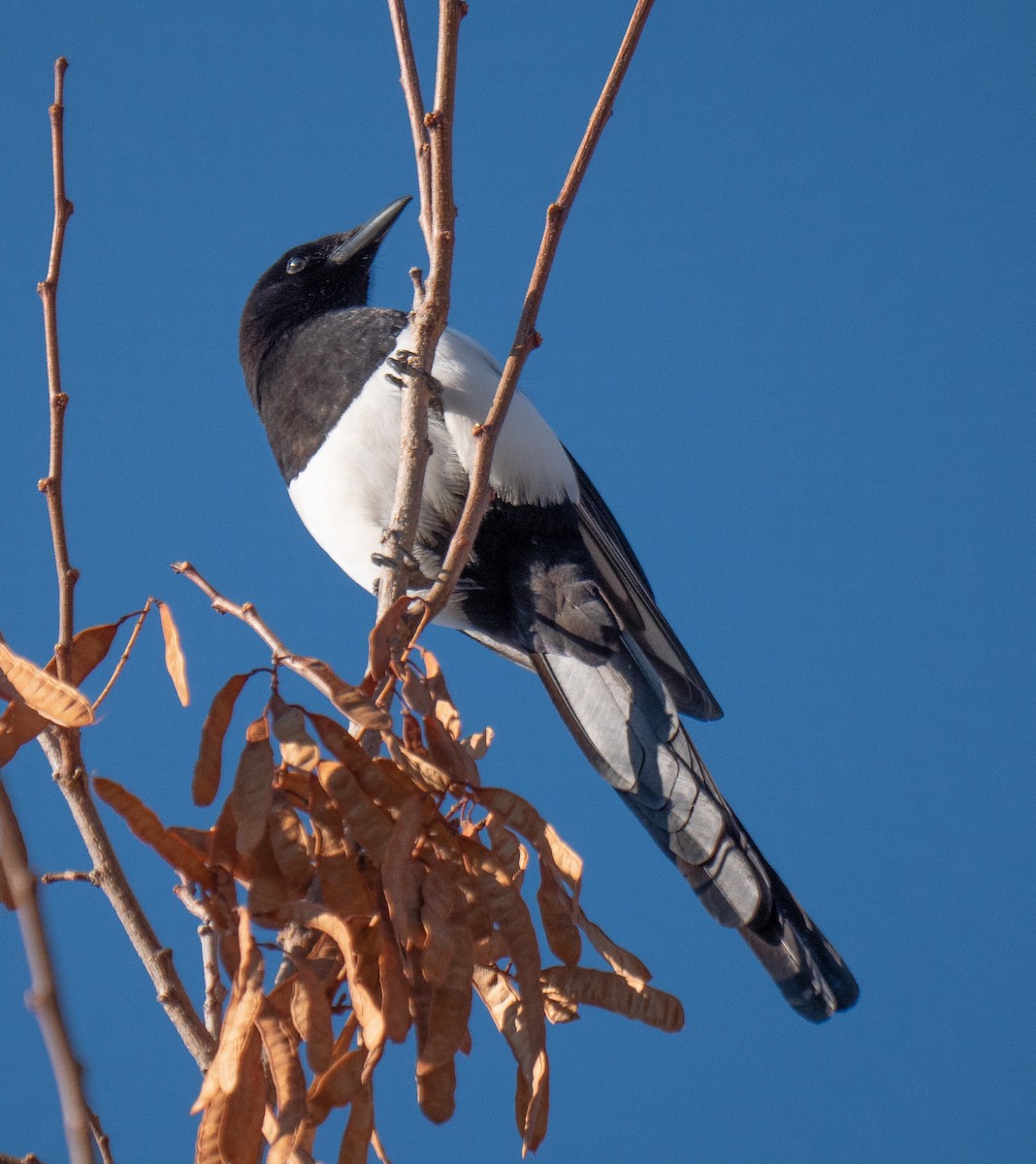 ML414004451 Black-billed Magpie Macaulay Library