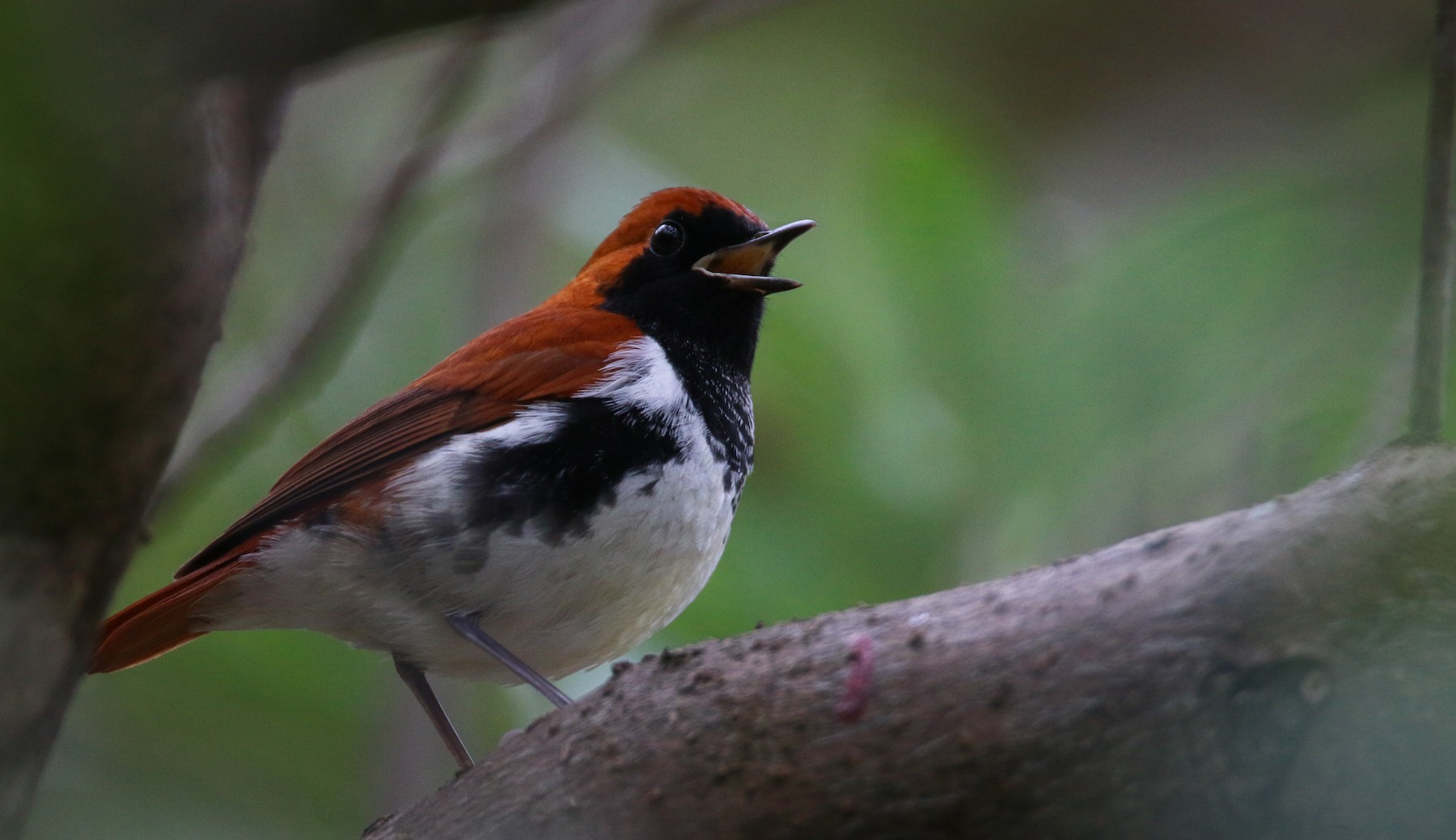 Ryukyu Robin - eBird
