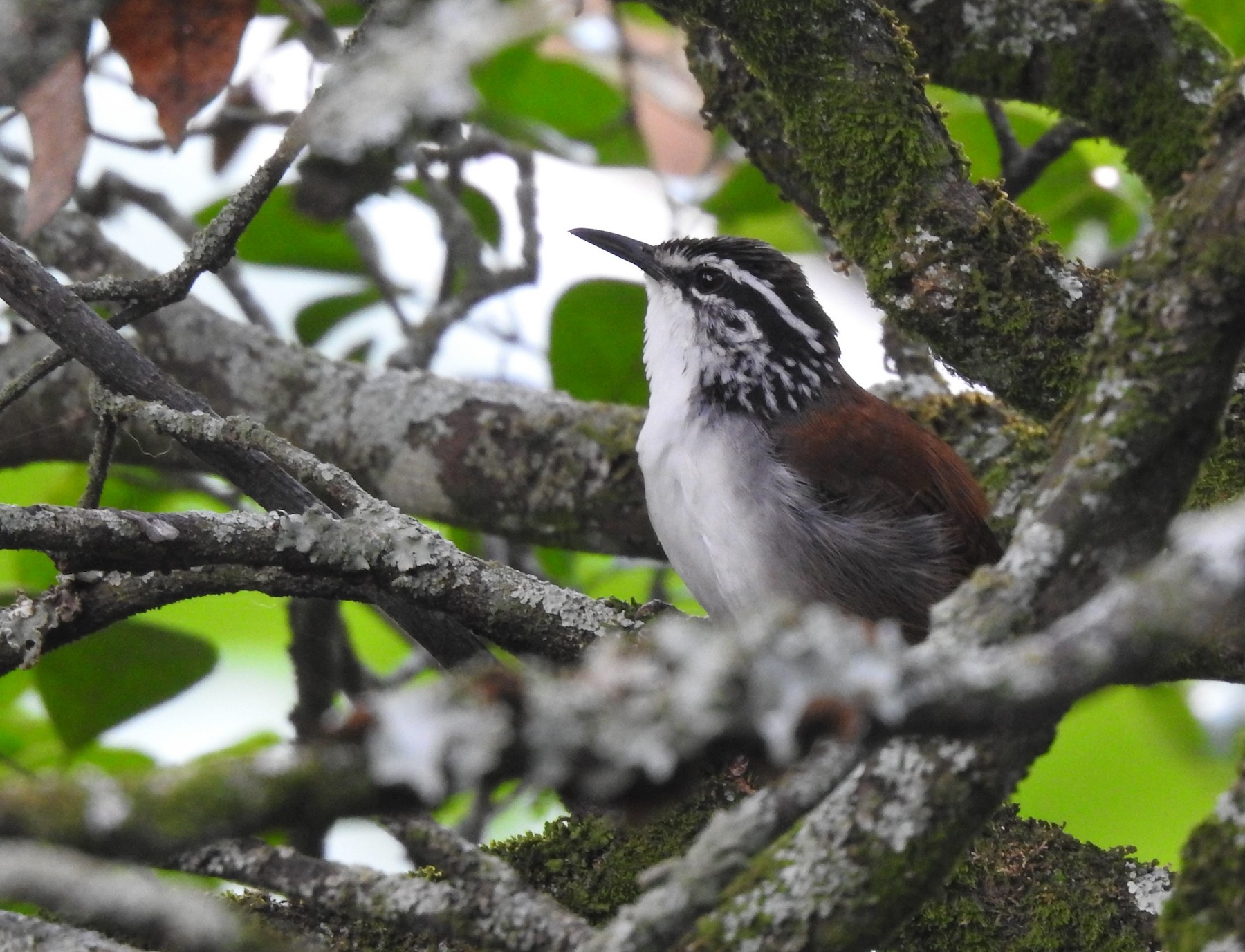 White-breasted Wood-Wren (Black-capped) - eBird