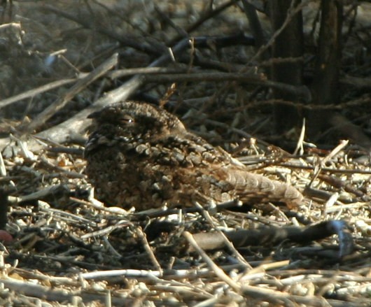ML414312131 - Common Poorwill - Macaulay Library