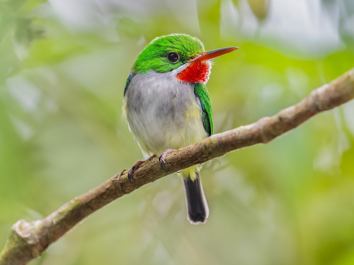 Puerto Rican Tody - Todus mexicanus - Birds of the World