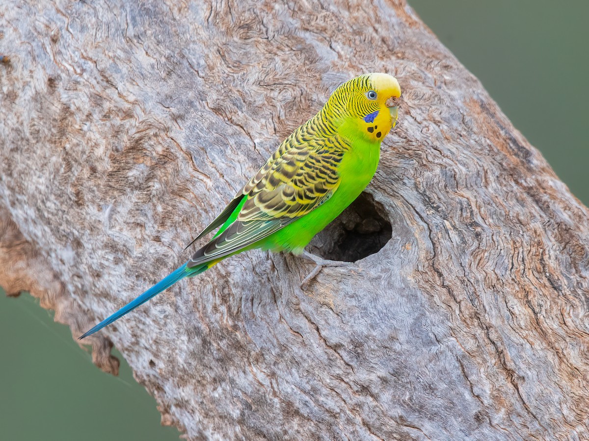 Budgerigar - Melopsittacus undulatus - Birds of the World