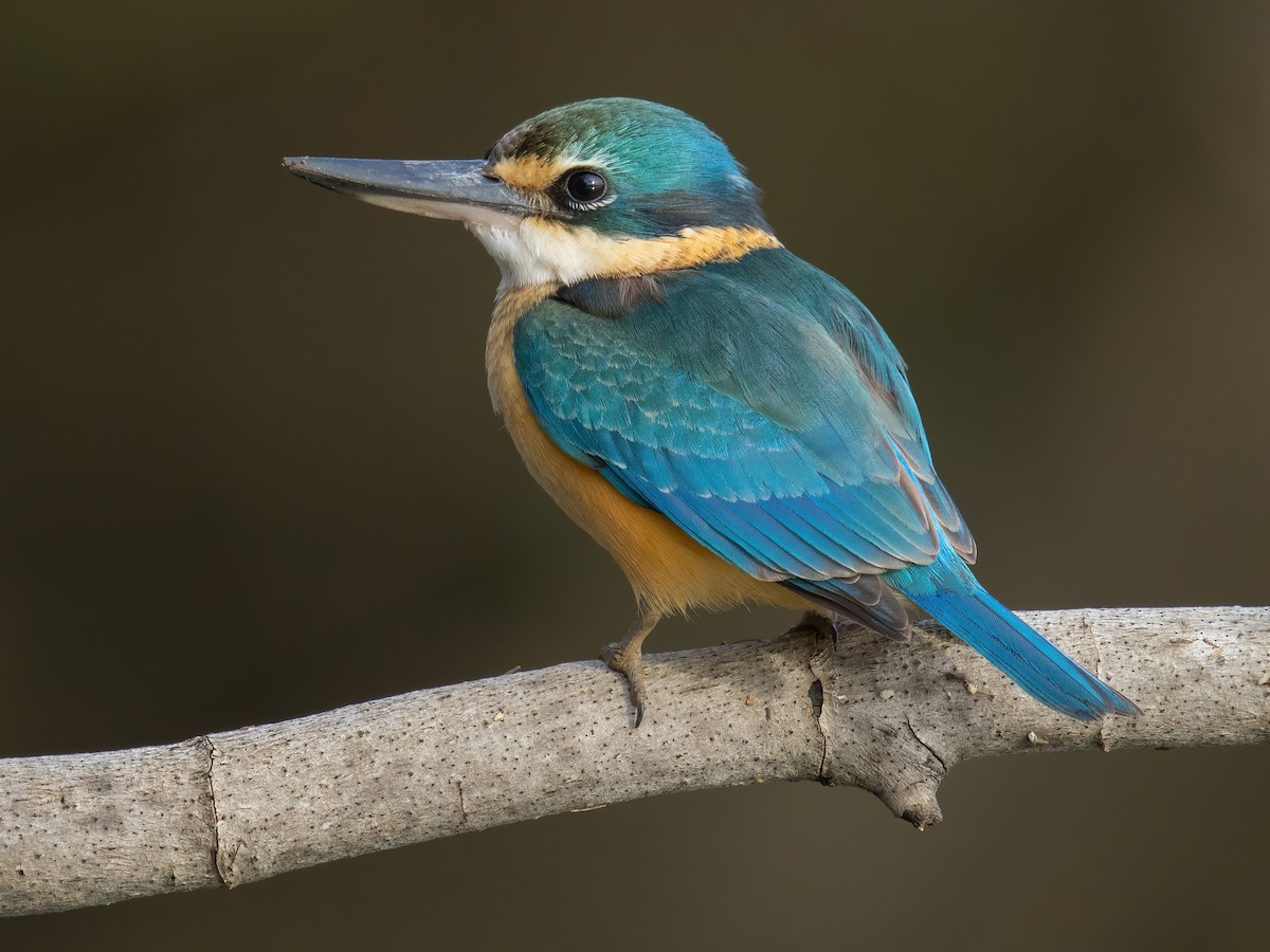 Sacred Kingfisher - Todiramphus sanctus - Birds of the World