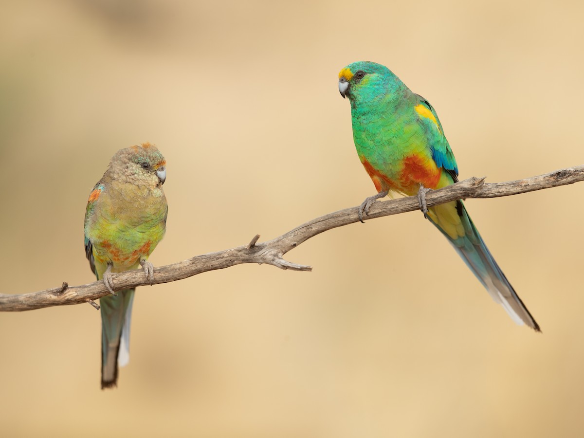 Mulga Parrot - Psephotellus varius - Birds of the World