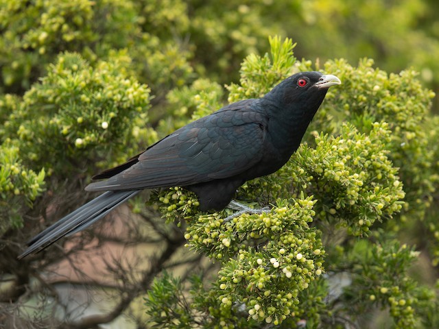 Photos - Pacific Koel - Eudynamys orientalis - Birds of the World