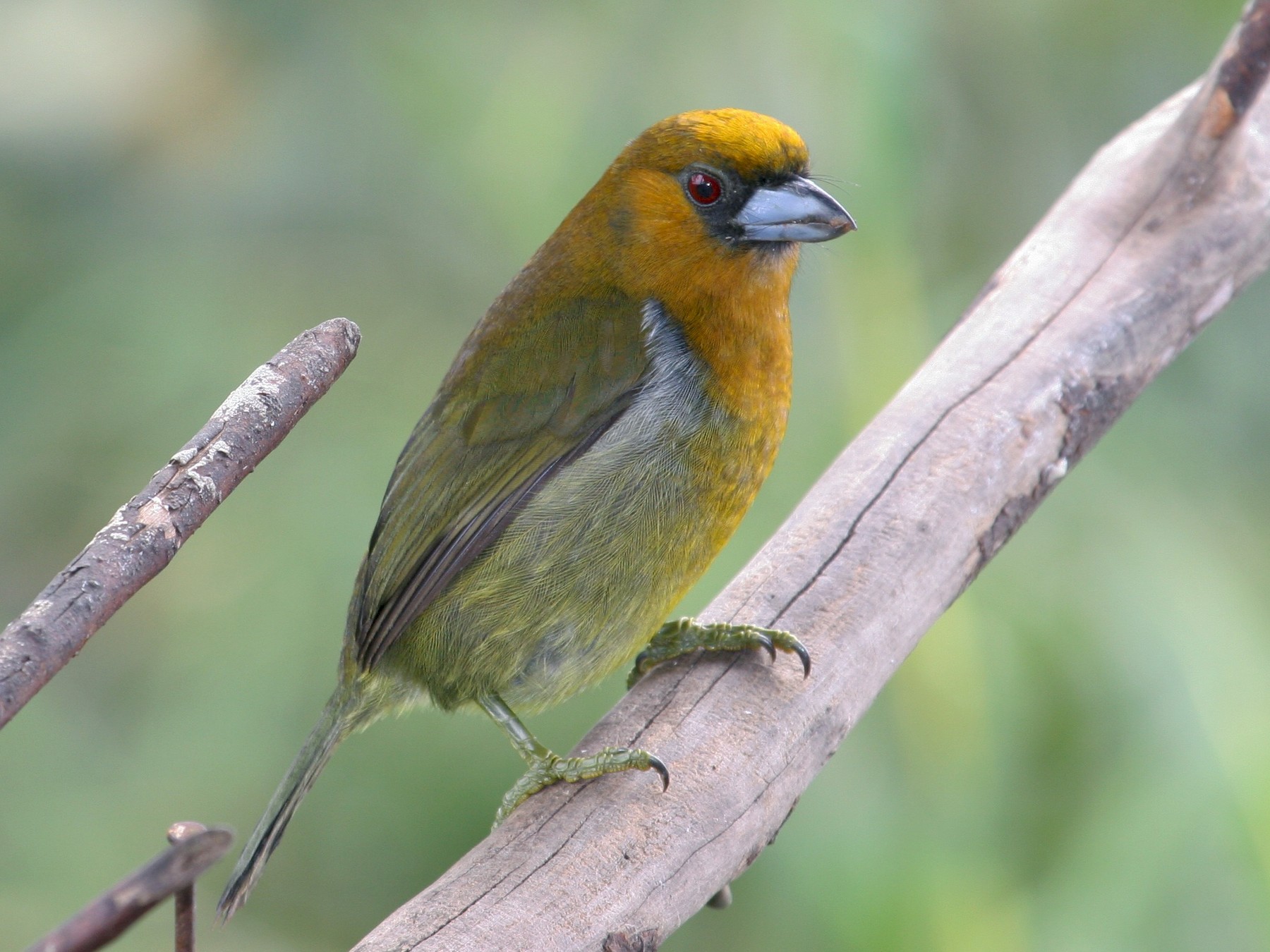 Barbudo Cocora - eBird