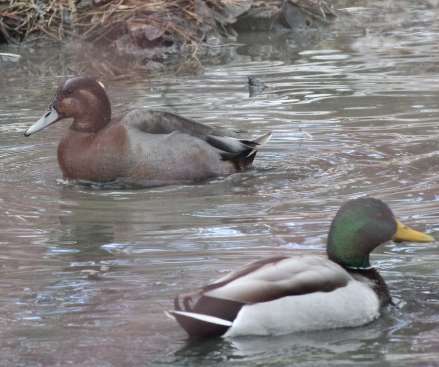 Mallard x Redhead (hybrid) - eBird