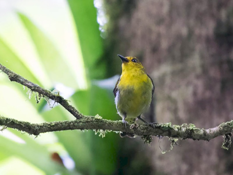 Black-and-yellow Tanager - eBird
