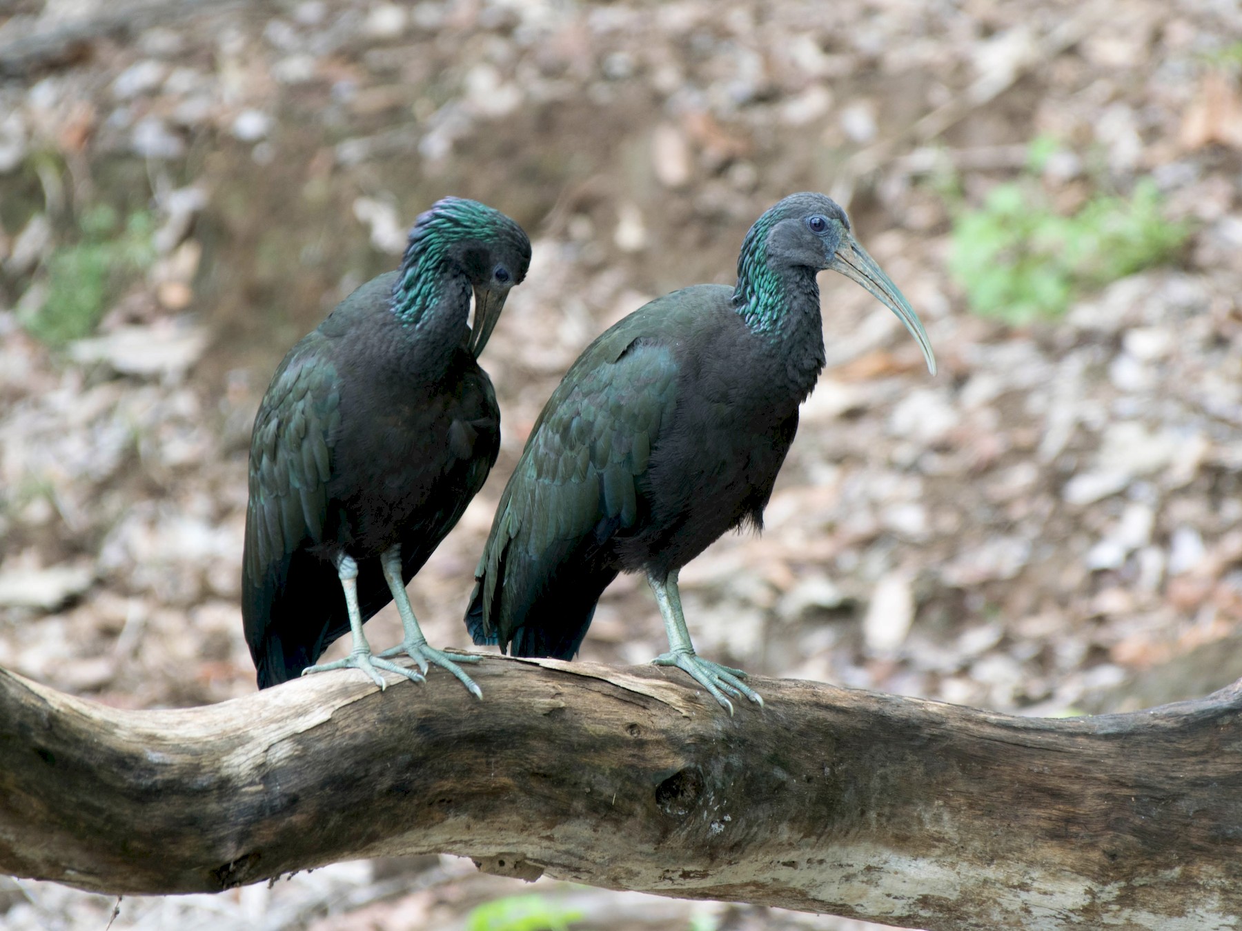 Green Ibis - eBird