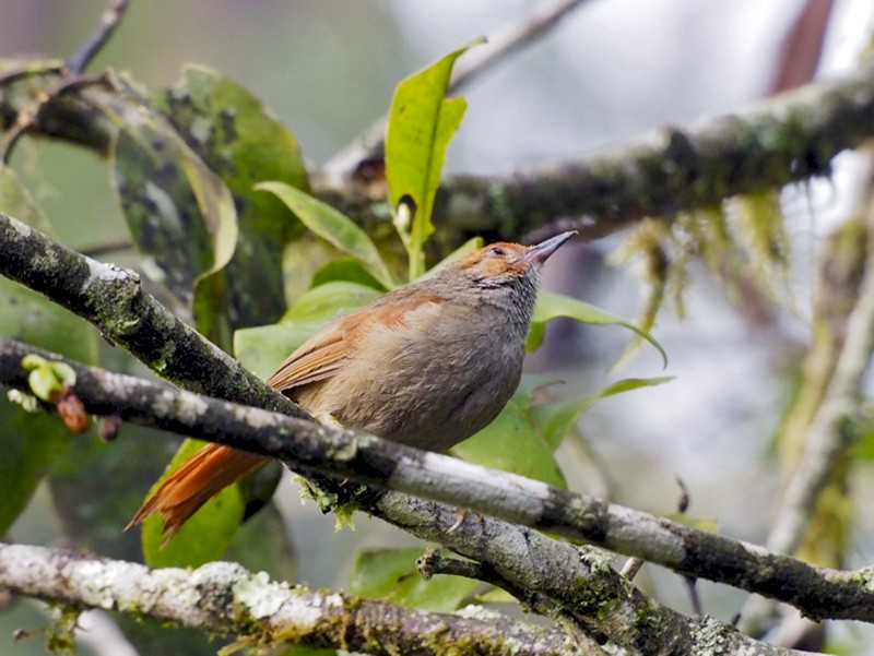 Red-faced Spinetail - eBird