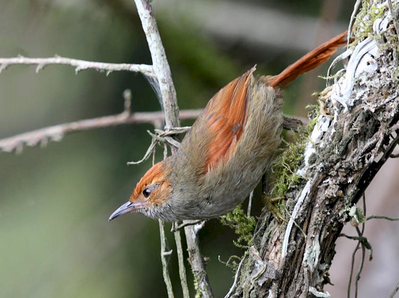 Red-faced Spinetail - eBird