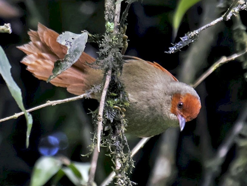 Red-faced Spinetail - eBird