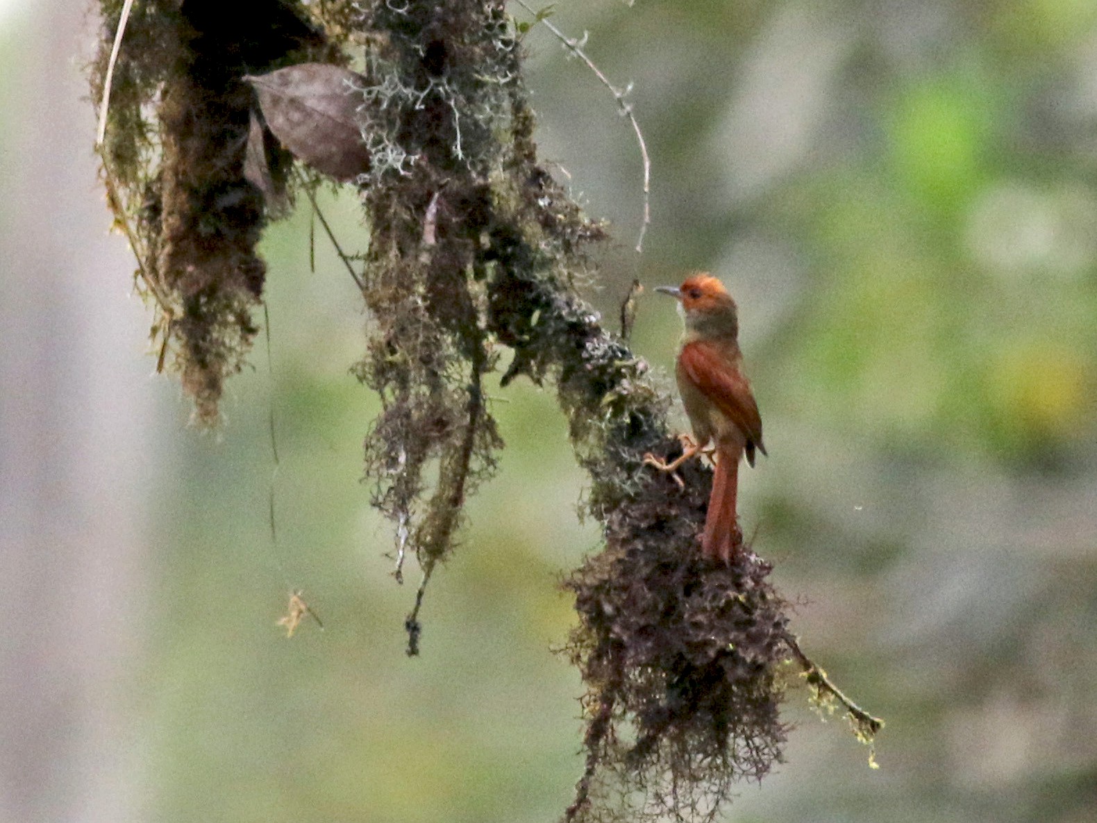 Red-faced Spinetail - eBird